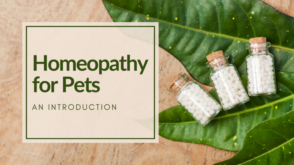Introduction to Homeopathy for Pets - PetMedella