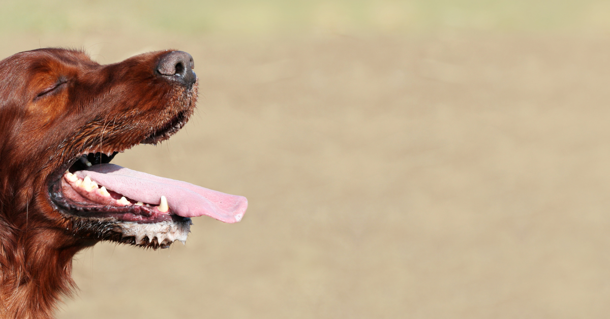 7 Signs of Dehydration in Dogs - PetMedella