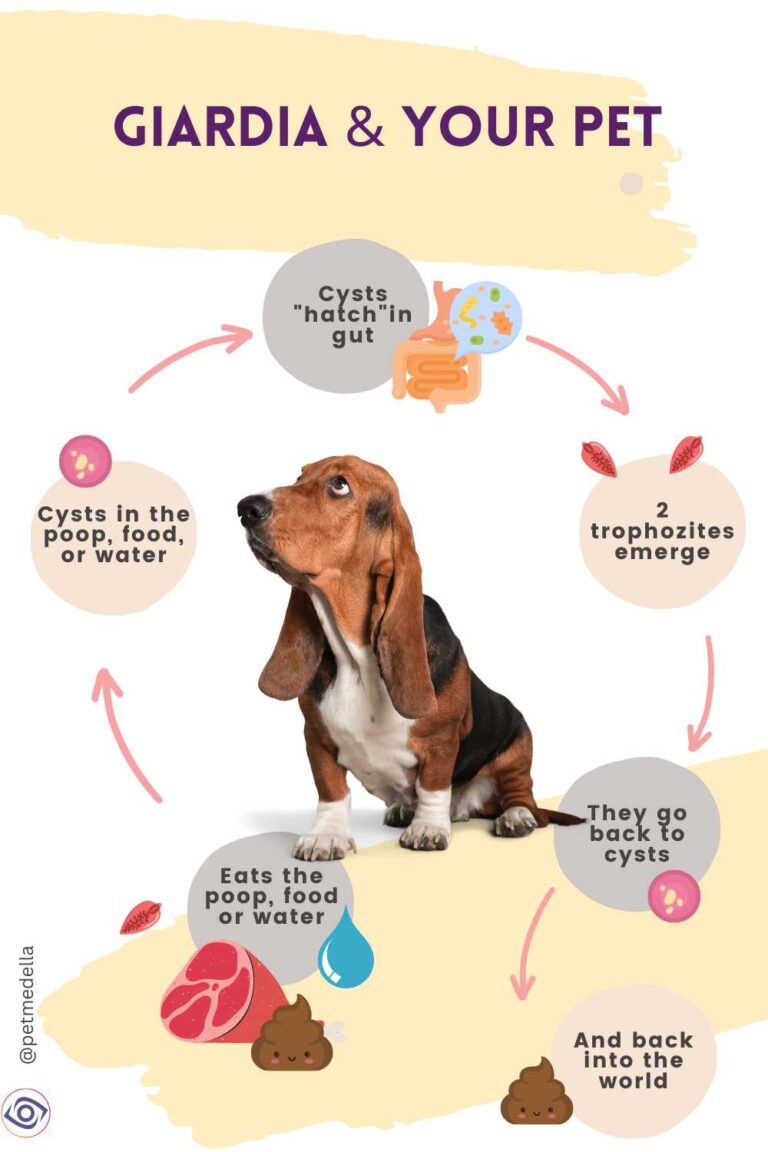 What You Need to Know About Giardia and Your Pet! - PetMedella