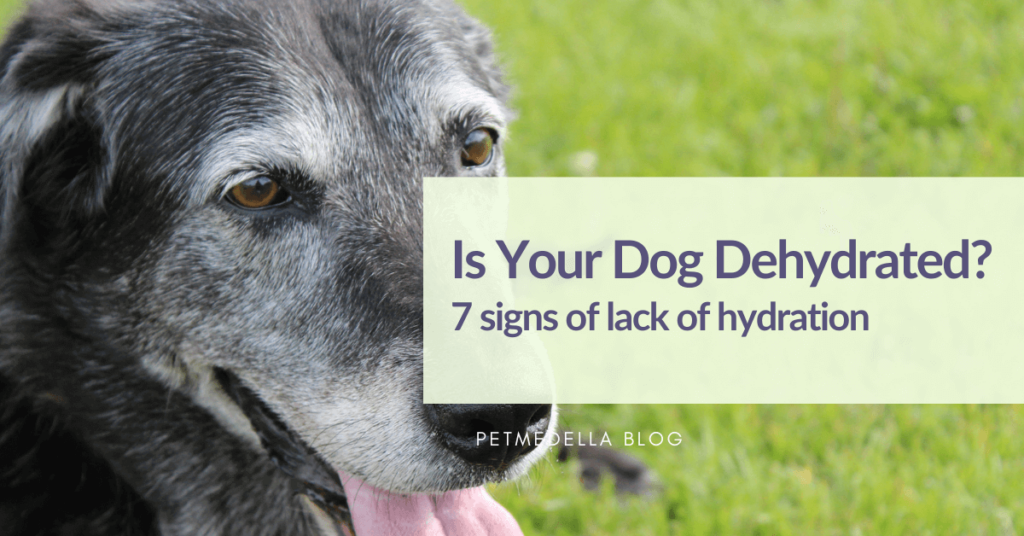 7 Signs of Dehydration in Dogs - PetMedella