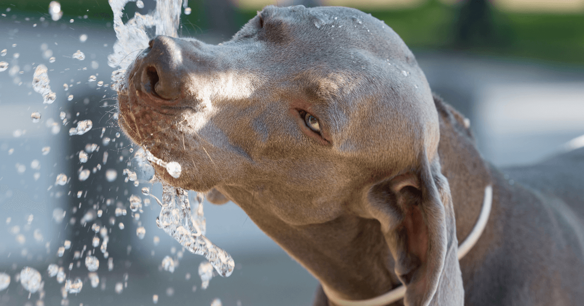 7 Signs of Dehydration in Dogs - PetMedella