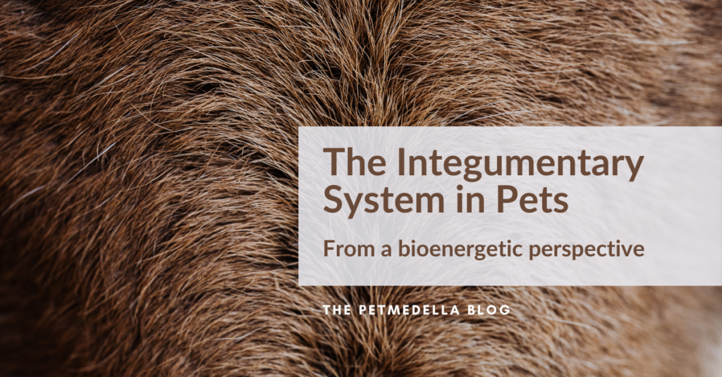 The Integumentary System in Pets - PetMedella