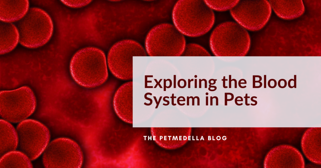 Exploring the Blood System in Pets - PetMedella