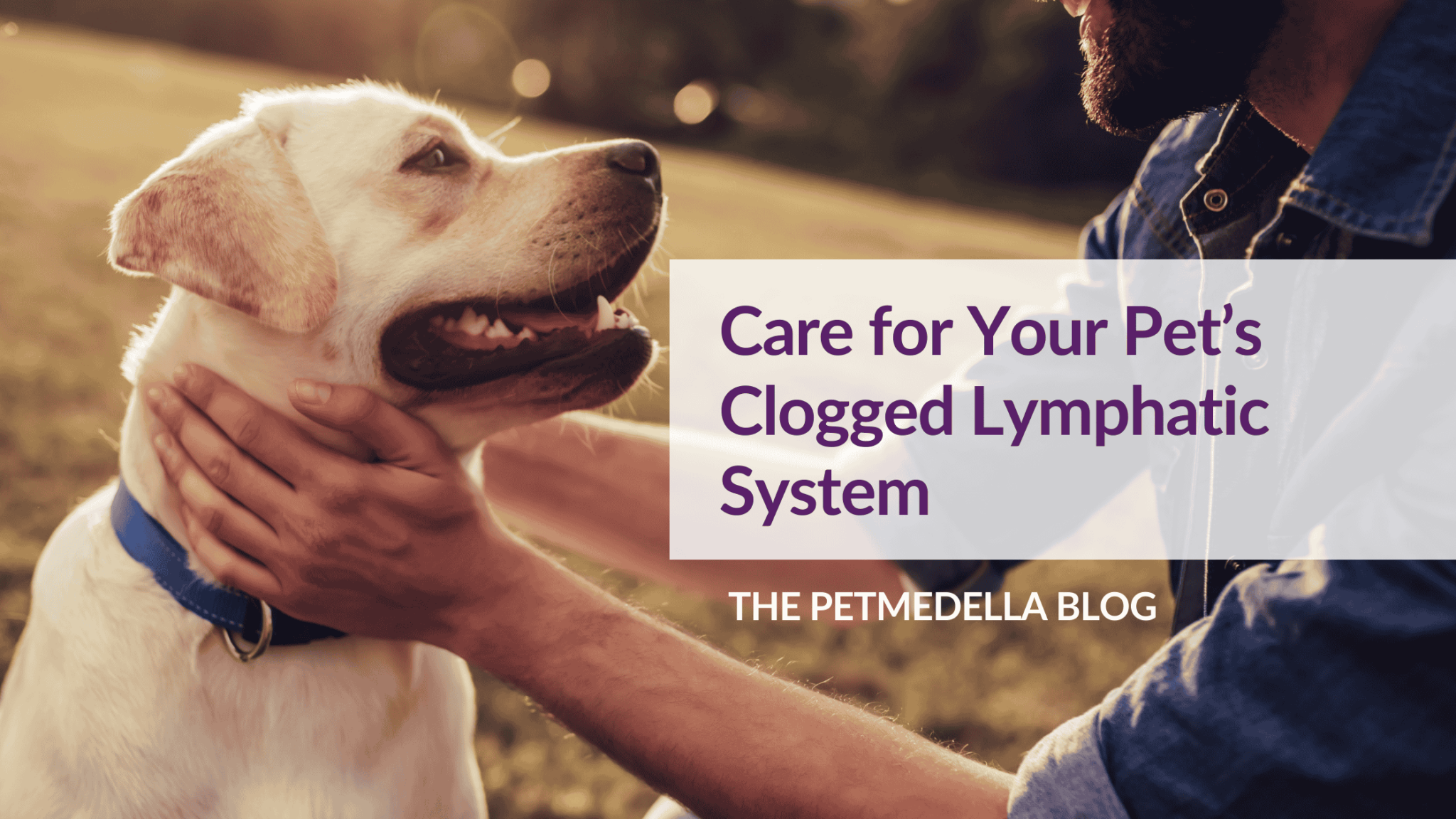 Care for Your Pet’s Clogged Lymphatic System - PetMedella
