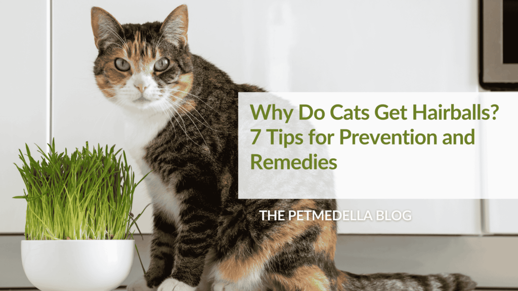 Why Do Cats Get Hairballs? 7 Tips for Prevention and Remedies - PetMedella