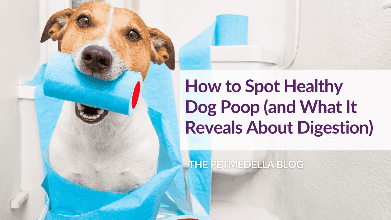 How to Spot Healthy Dog Poop (and What It Reveals About Digestion) - PetMedella